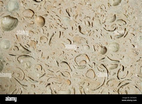 Detailed Texture Of Sedimentary Rock Showcasing Fossilized Shells And Intricate Patterns Of