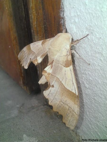 Carfizzi, ritrovata una rara specie di falena – ilCirotano