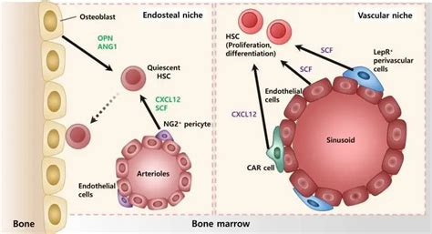 Hematopoietic Stem Cells Anygenes