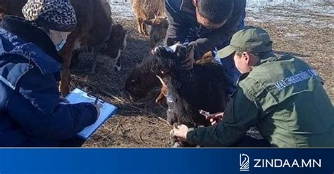 ДАРХАН Малын гоц халдварт өвчний тандалт хийж эхэллээ