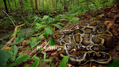 Python Bivittatus Burmese Python HerpingThailand Com