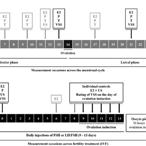 Measurement Occasions Across The Menstrual Cycle And Ovarian Download Scientific Diagram