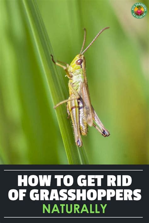 How To Get Rid Of Grasshoppers Natural Grasshopper Control Artofit