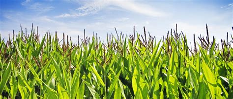 Maisfeld Reihen Zeit Für Die Mais Ernte Pressreader