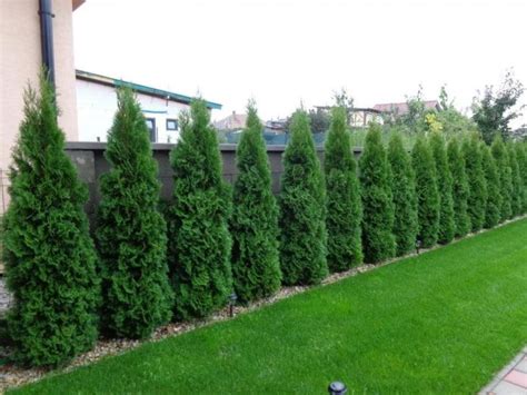 Что посадить вдоль забора на даче Фото и идеи оформления Backyard Landscaping Designs Diy