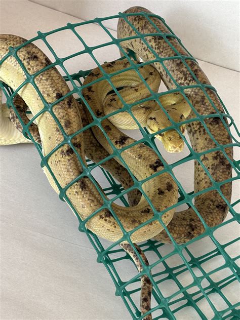 Arboreal Boas Pythons Faunaclassifieds