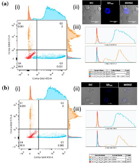 Flow Cytometry Analysis Ai Mcf 7 Cells With Qd 450 Conjugate Are