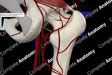Medial Circumflex Femoral Artery Complete Anatomy
