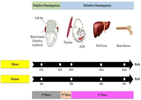 Linking Benzene In Utero Carcinogenicity And Fetal Hematopoietic Stem