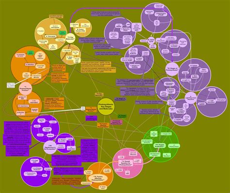Photosynthesis Key Stages And Molecules Rmindmapping