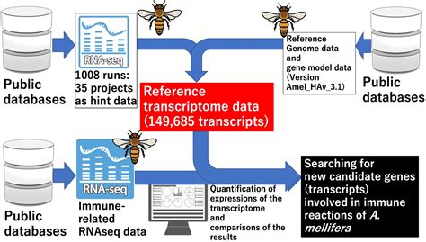 Insects Free Full Text Meta Analysis Of The Public Rna Seq Data Of The Western Honeybee Apis