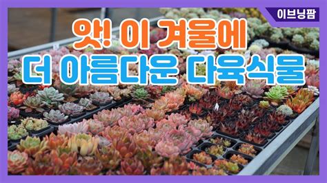 앗 이 겨울에 더 아름다운 다육식물 다육이 다육식물 겨울철관리 Youtube