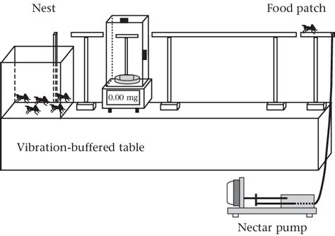 The Apparatus Used In All Experiments Download Scientific Diagram