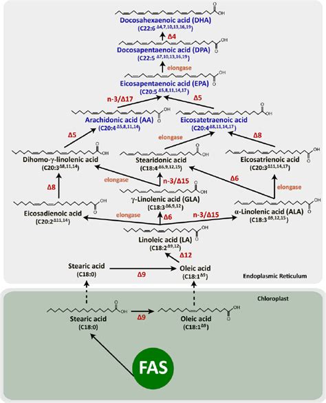 Plant Source Of N 3 Fatty Acid At Evelyn Wegner Blog