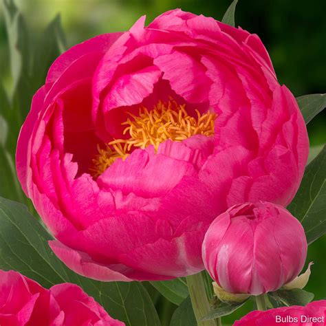 Cytherea Peonies Buy Peony Plants Online Bulbs Direct Nz