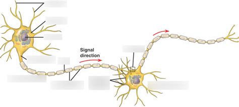 Neurons Synapses And Signaling Diagram Quizlet