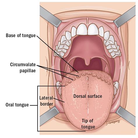 Sulcus Terminalis Tongue
