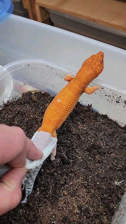 How to help a leopard gecko shed! - YouTube