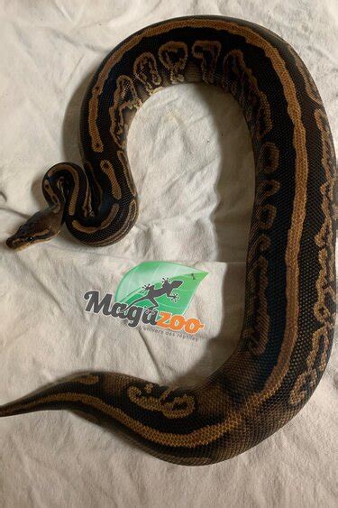 Serpents - Magazoo, l'Univers des Reptiles