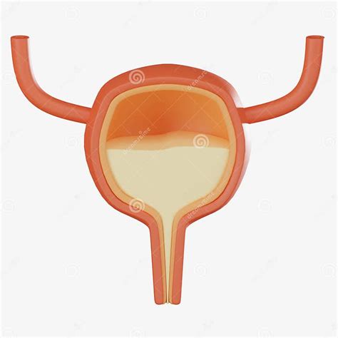 3d Render Bladder For Urinary Health And Medical Research Icon
