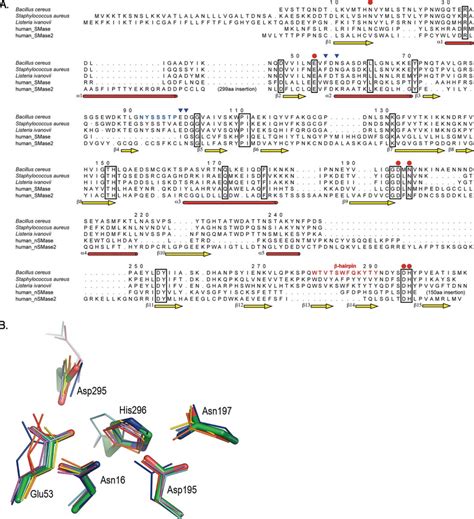 The Amino Acid Sequence Alignment A The Amino Acid Sequences Of The Download Scientific