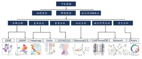 单细胞转录组测序技术全流程解析 知乎