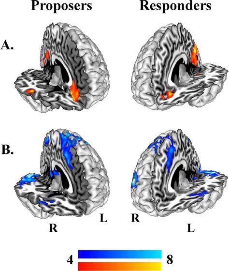 brain responses modulated parametrically by estimates of eu results of