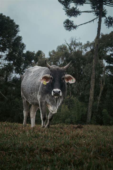 Peaceful Grass Field And Trees Photos Download The Best Free Peaceful