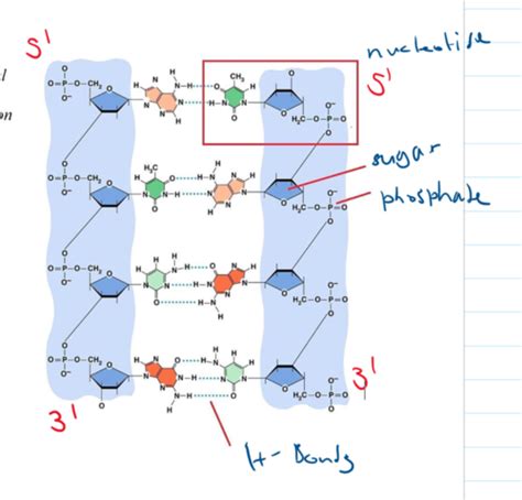 Molecular Genetics Flashcards Quizlet
