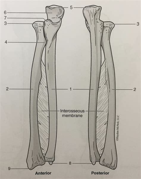 9 Schematic Drawing Of Both The Radius And The Ulna Left Esin For Both