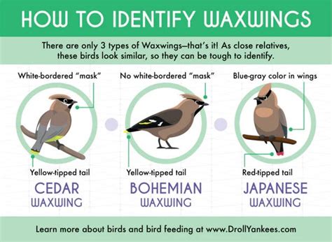 Types Of Waxwings And How To Attract Them To Your Feeder