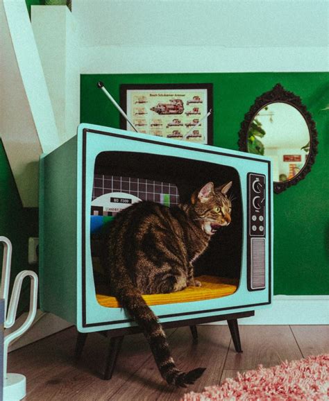 40 Tv Show Inspired Names For Your Cat The Naming Nook
