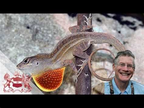 Free Video Lizard Evolution In Real Time Field Experiments On