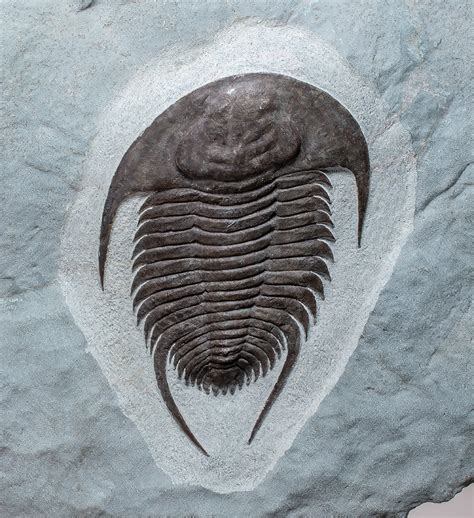 Rare Early Cambrian Trilobite Neltneria The Natural Canvas
