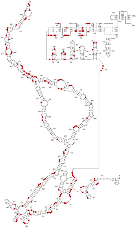Mapping The Chemical Probing Data From Schroeder Et Al 7 Onto The