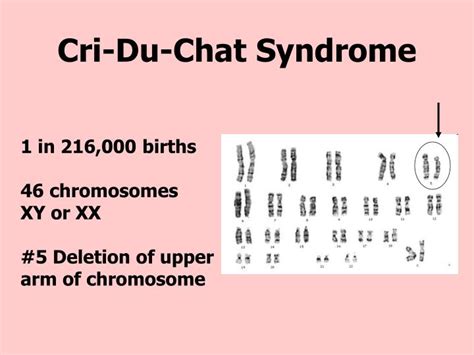 Ppt Chromosomal Mutations And Their Effects Powerpoint Presentation