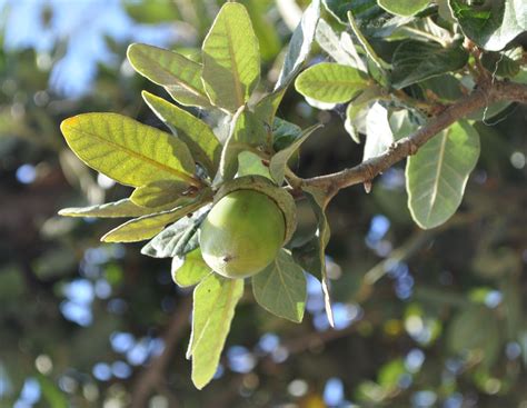 Quercus Tomentella Trees And Shrubs Online