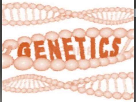 Chromosome Theory Of Inheritance Pptx