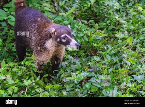 White Nosed Coati Nasua Narica Roaming In A Conservation Area Near