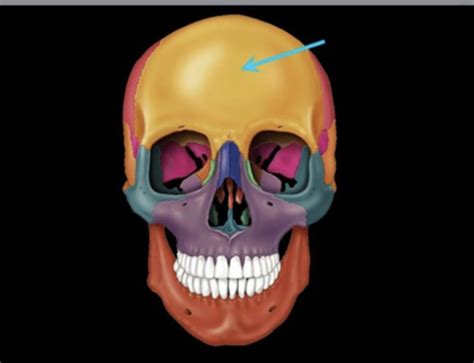 Anatomy Lab Quiz 1 Flashcards Quizlet