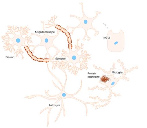 Protein Aggregates Neuron At Jacob Shadforth Blog