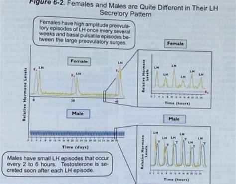 Puberty Flashcards Quizlet