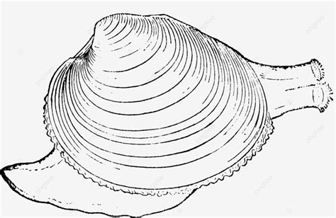 Clamvintage Illustration Bivalve Engraving Drawing Vector Bivalve