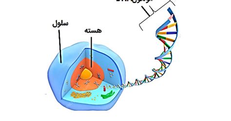همسانی و هم ساختی آزمایشگاه آزتو