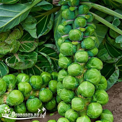 bryussel'skaya kapusta Fruit And Veg, Fruits And Vegetables, Veggies ...