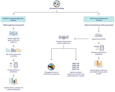 Microbiome Profiling Acgt