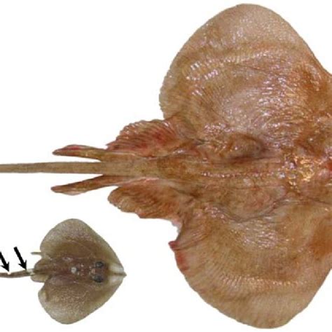 A Male Smooth Skate Taken From The Funk Island Deep Inset Recently