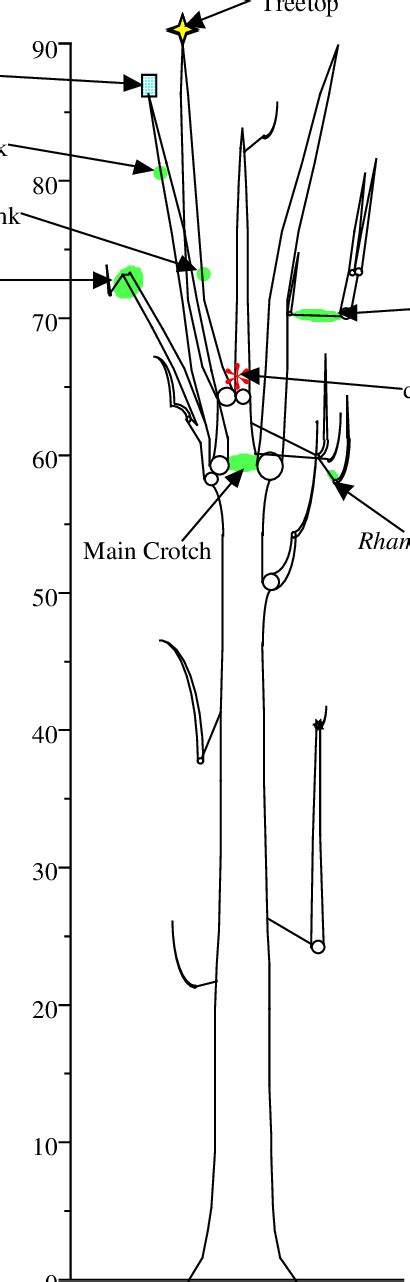 Crown Diagram Of Atlas Tree Prairie Creek Redwoods State Park Showing Download Scientific