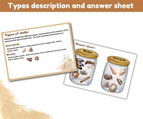 Shells Types Sorting Activity Shells Jars Sorting Activity Fun