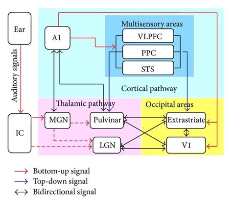 Schematic Of Neural Pathways That Convey Auditory Signals Into Visual Download Scientific